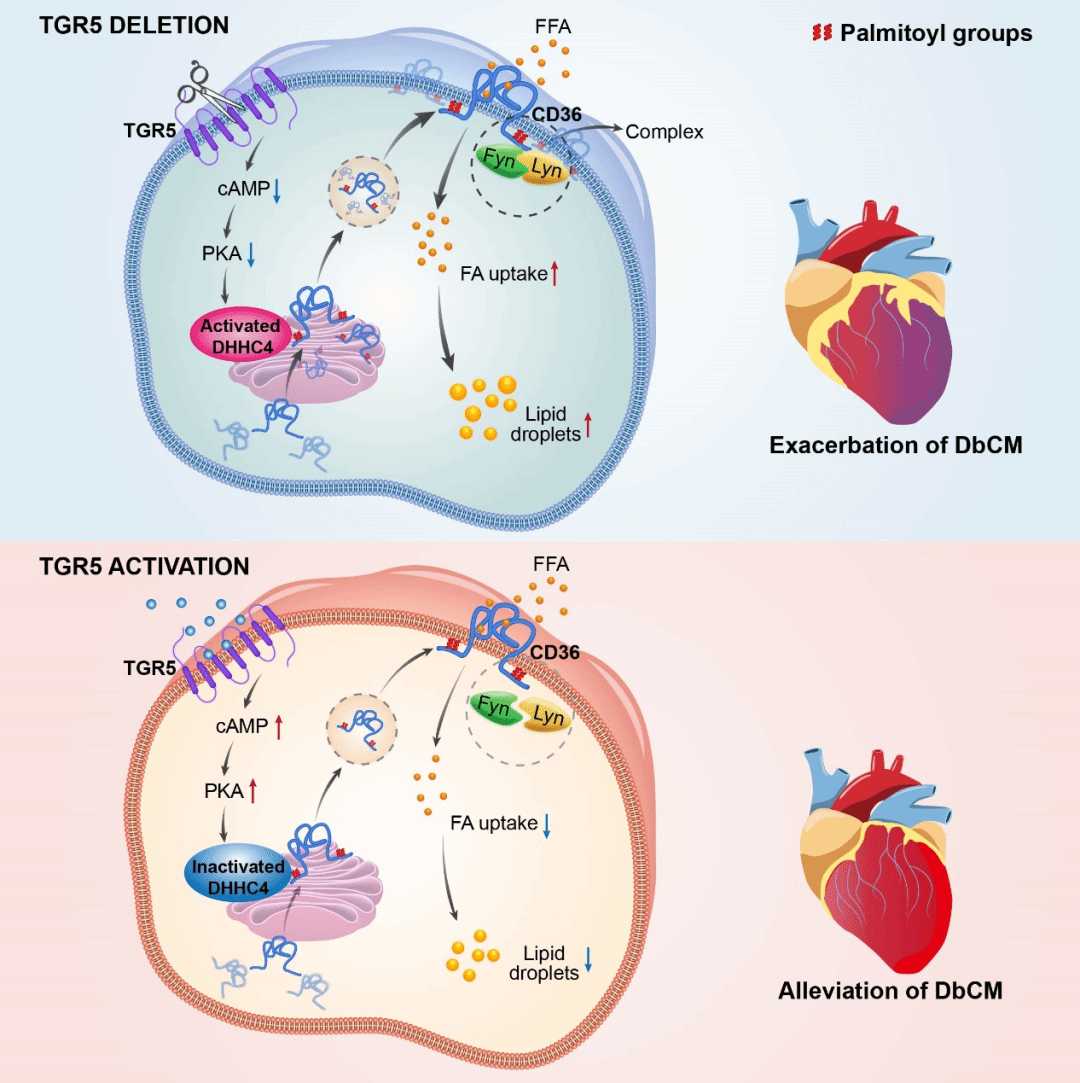 北京大学第三医院徐明教授团队在Nature Metabolism发表糖尿病心肌病心脏脂质调节的前沿探索